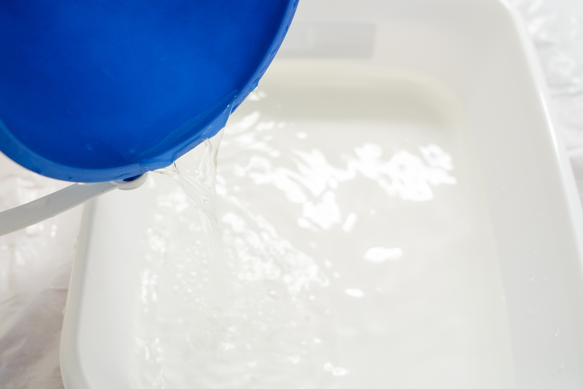 How To Clean Seashells - South Lumina Style