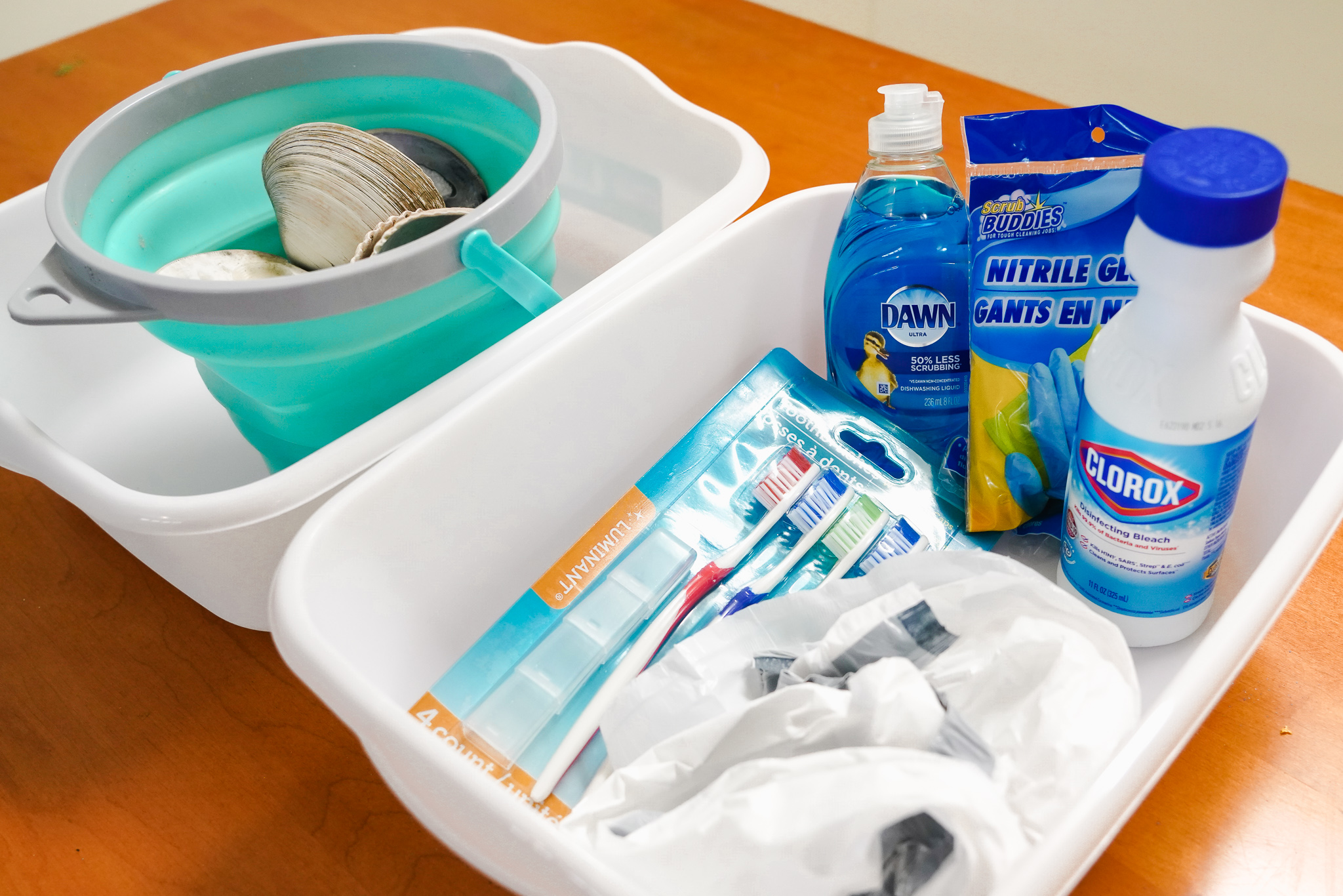 How To Clean Seashells - South Lumina Style