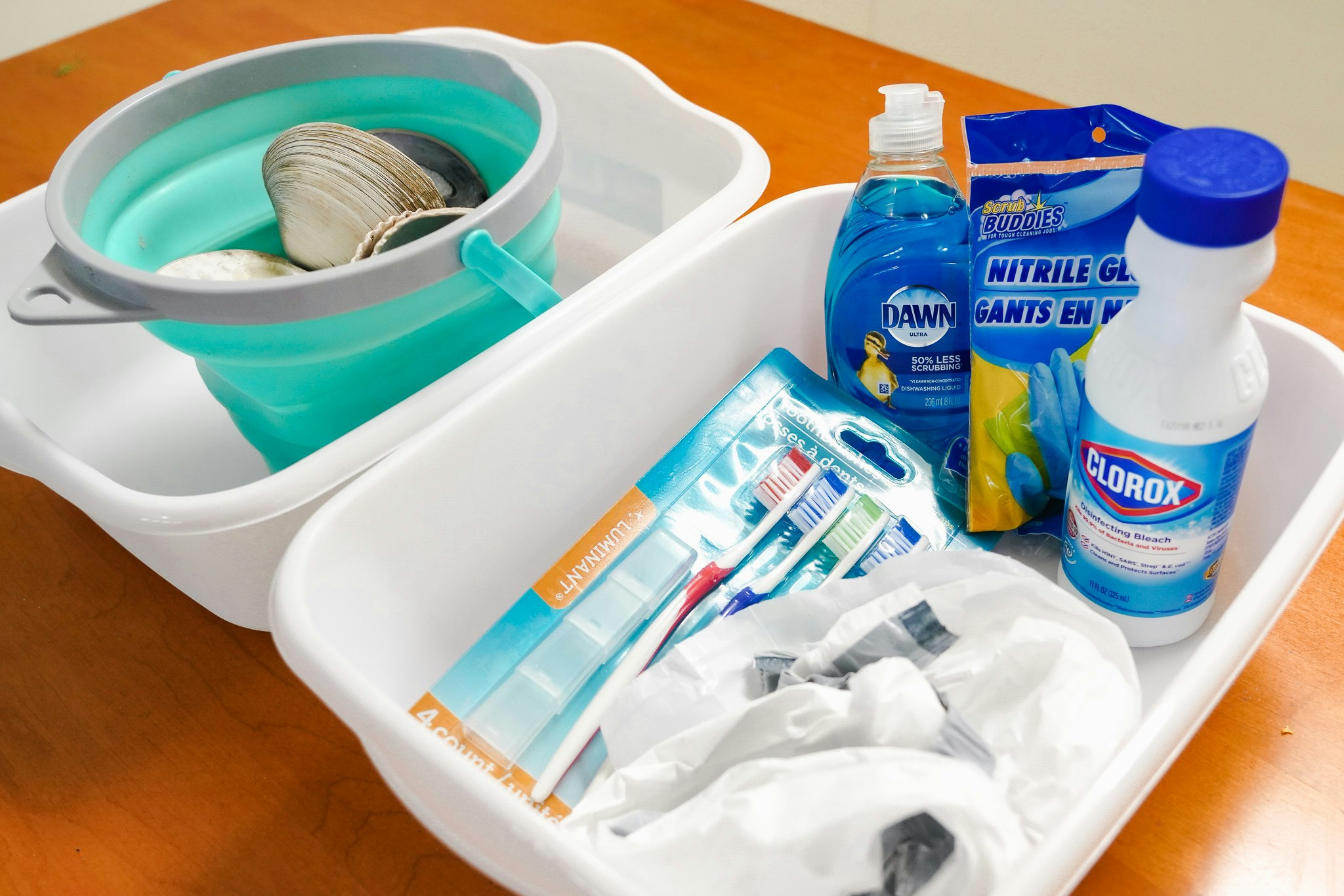 How To Clean Seashells - South Lumina Style