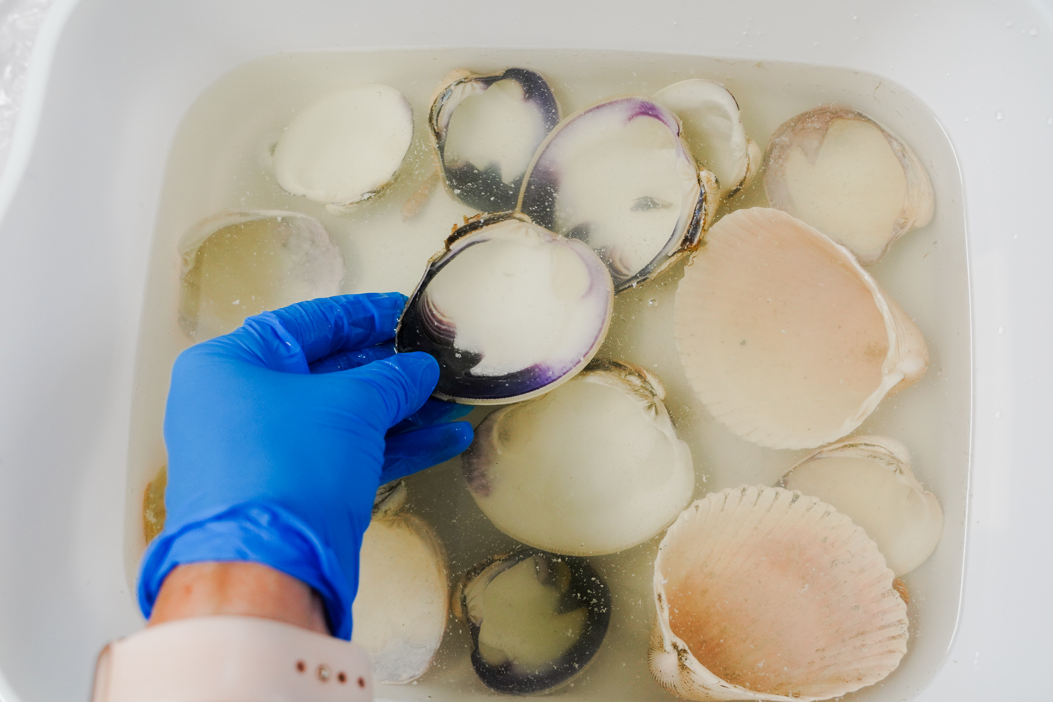 How To Clean Seashells - South Lumina Style